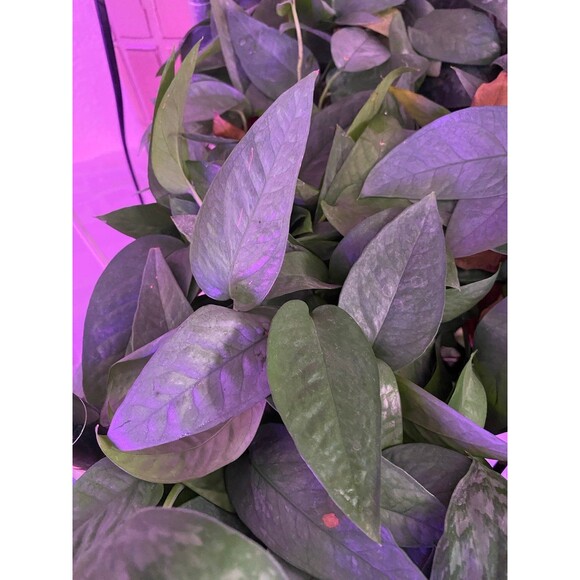 Accents | 1x Cebu Blue Pothos Cuttings Rooted | Poshmark